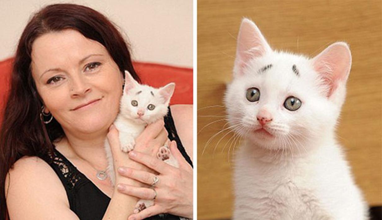 Punya Alis: Kucing Lucu Bernama Gary Ini Selalu Tampak Khawatir - Photo ...