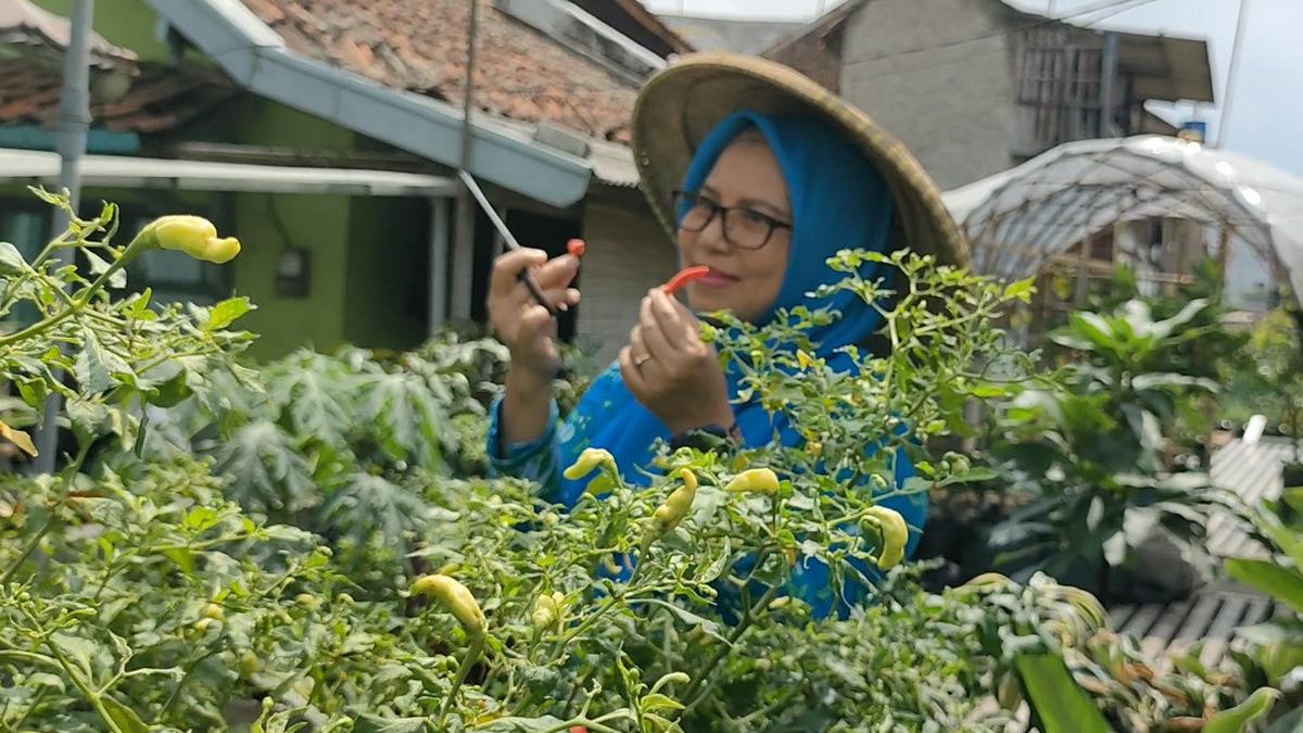 Urban Farming di Kelurahan Padjajaran Bandung Jadi Contoh Sukses ...