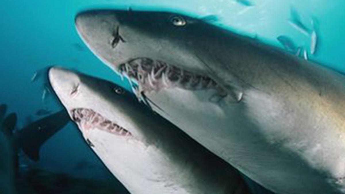 Ngeri, Hiu Serang Peselancar AS di Pantai Bali - Global Liputan6.com