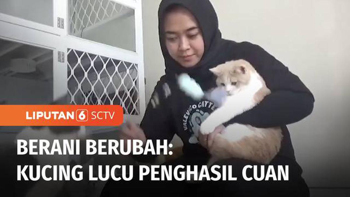 VIDEO: Berani Berubah: Kucing Lucu Penghasil Cuan!