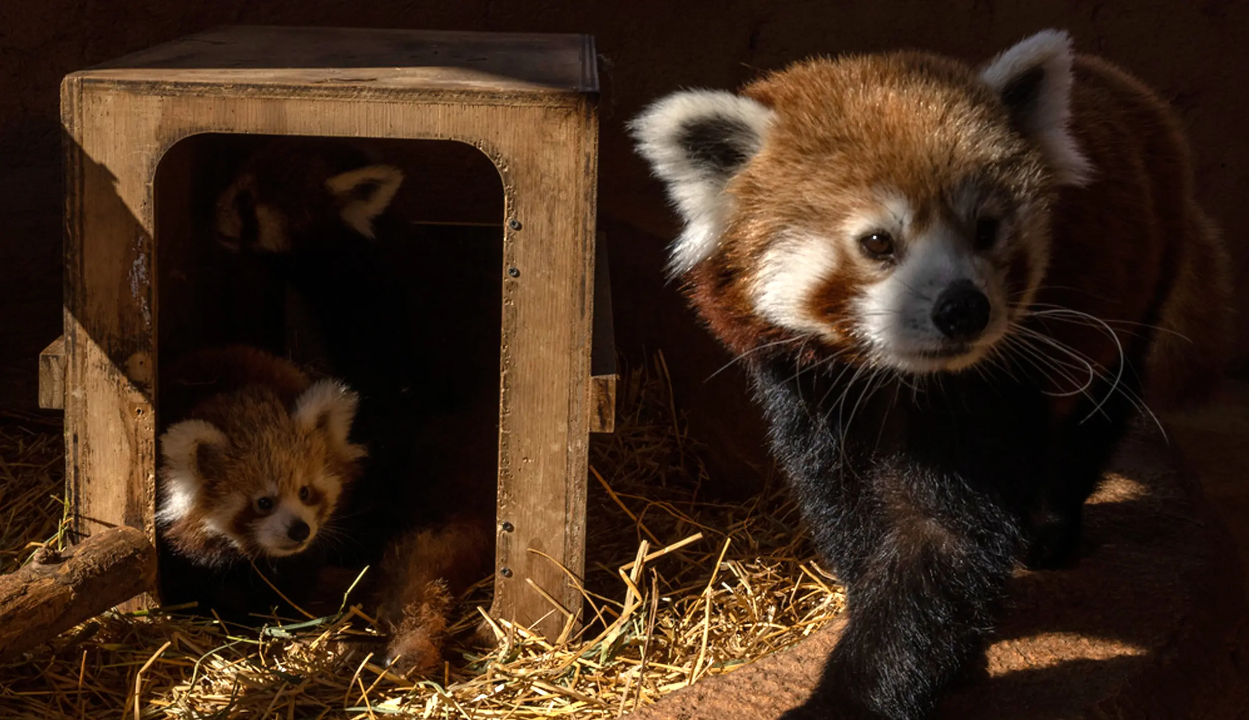 Lahirnya Bayi Panda Merah yang Langka di Attica Zoological Park Yunani ...