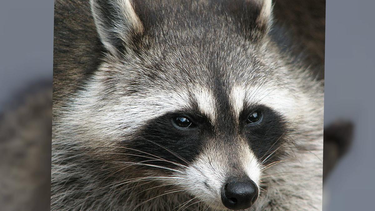 Ulah Menggemaskan Rakun Coba Tangkap Tetesan Hujan - Citizen6 Liputan6.com