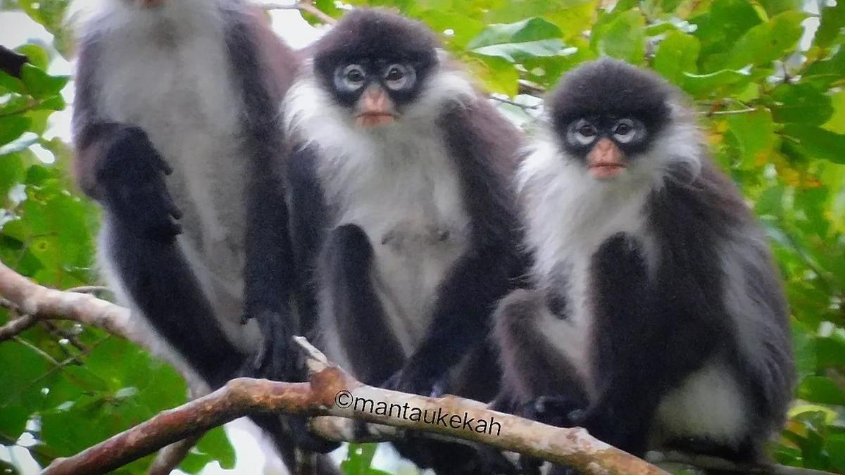 Berpacu dengan Waktu, Ahdiani dan Kawan Upayakan Konservasi Agar Kekah ...