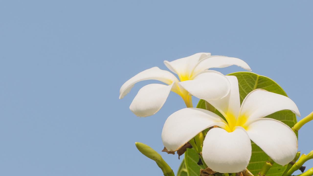 10 Tanaman Bunga yang Tahan Panas, Cocok untuk Iklim Tropis Indonesia