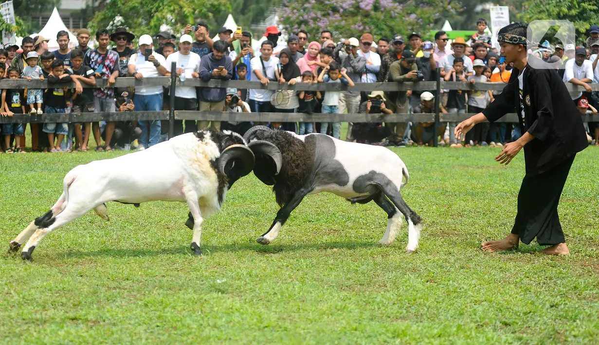Melihat Keseruan Festival Ternak dan Seni Ketangkasan Domba Garut di ...