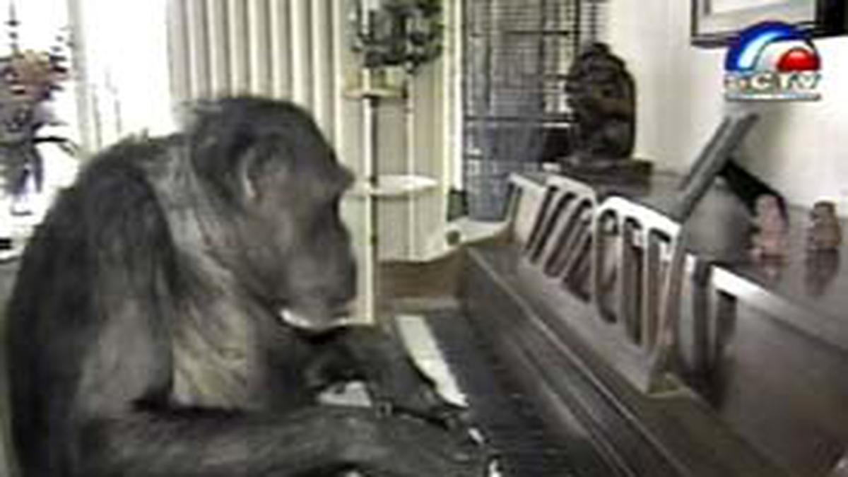 Masa Pensiun Simpanse Veteran Film Tarzan - Global Liputan6.com