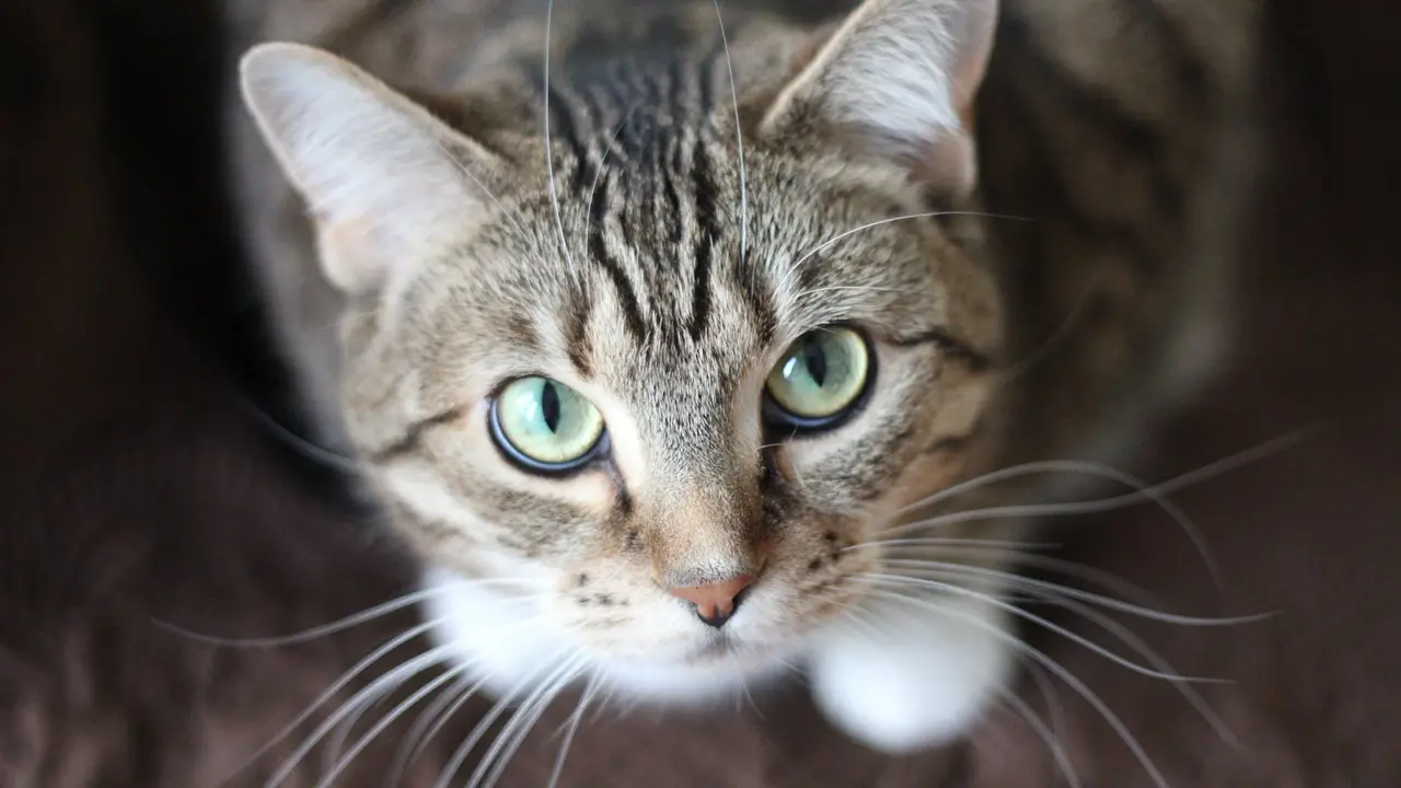 7 Cara Mengusir Kucing yang Suka Pipis Sembarangan, Mudah Tanpa ...