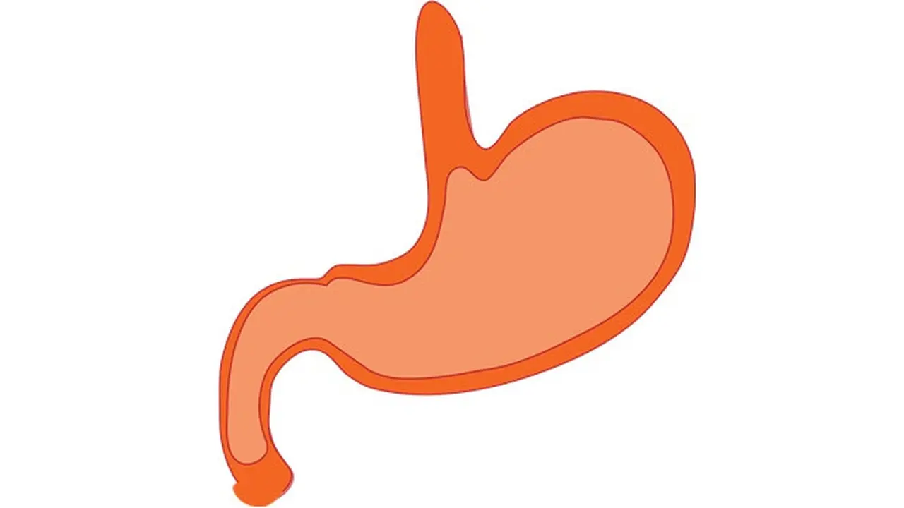 Lambung Menghasilkan Asam Lambung yang Berfungsi Untuk? Ini ...