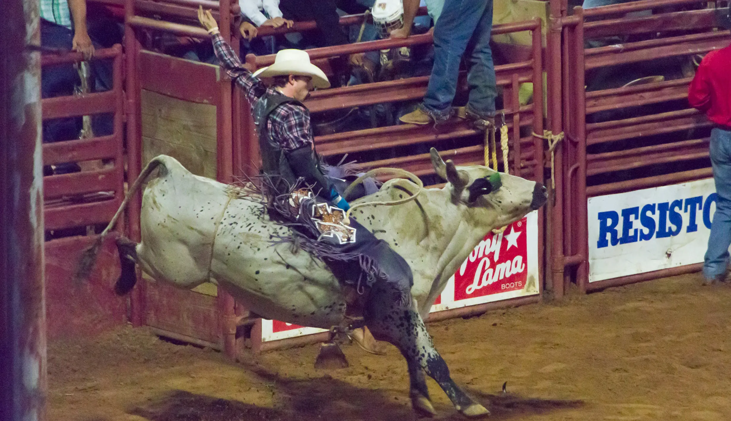 FOTO: Pameran Ternak dan Rodeo di Denton, Texas - Foto Liputan6.com