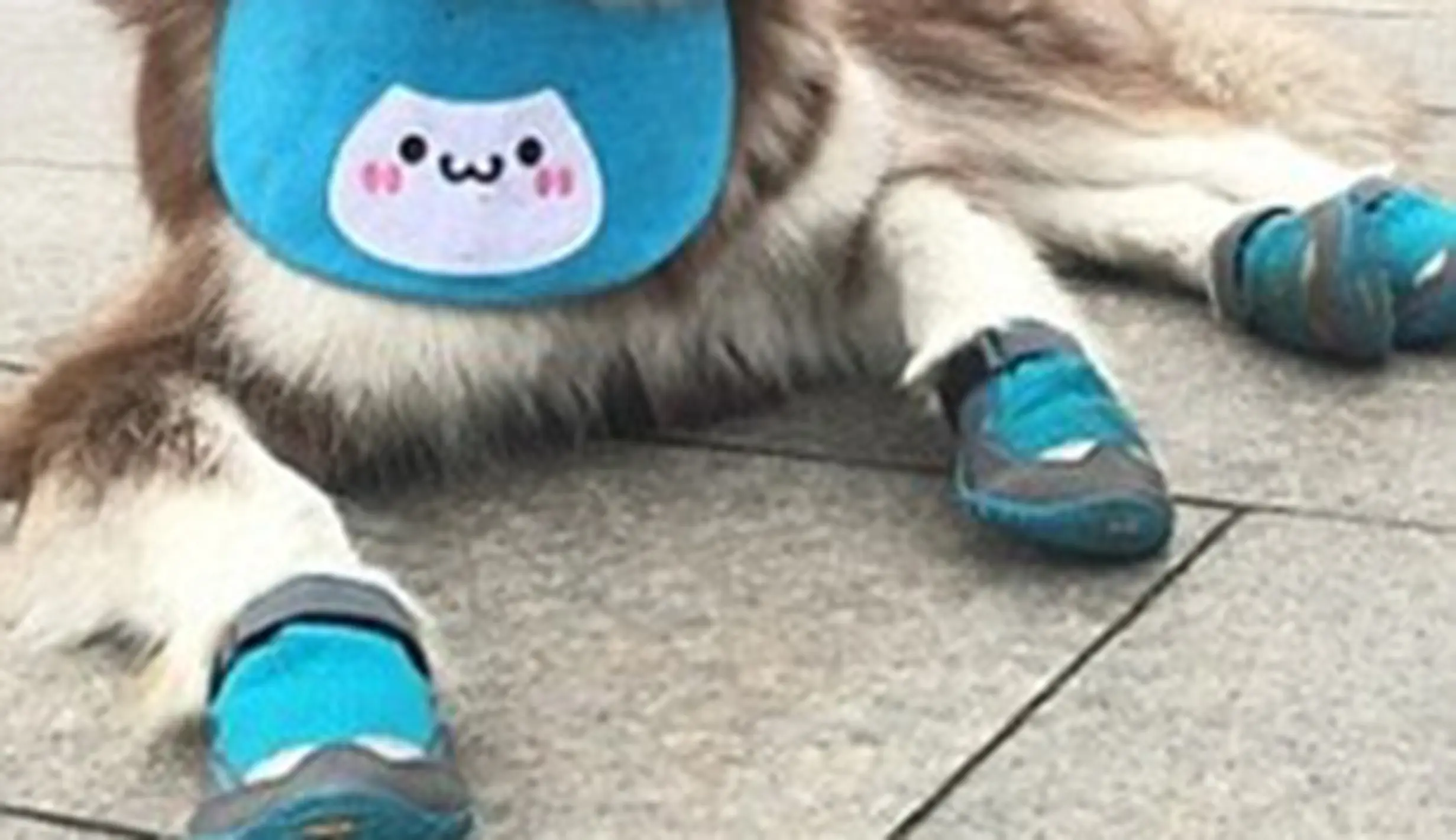 Anjing Paling Kaya di Dunia: Kesehariannya Bikin Melongo - Photo Fimela.com