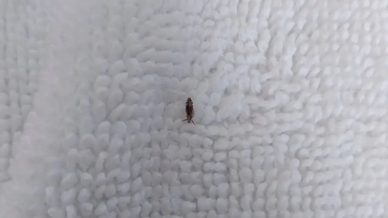 Penyebab Kutu Rambut, Risiko, Gejala, dan Cara Mengatasinya - Hot ...