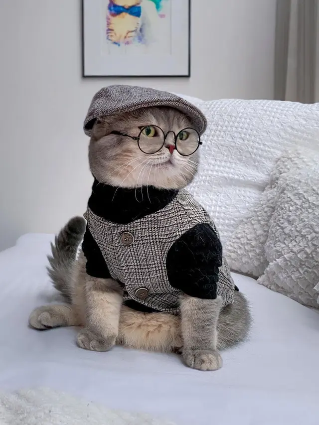 Pakai Baju Layaknya Manusia, 6 Potret Kucing Jadi Model Ini Bikin Gemas ...