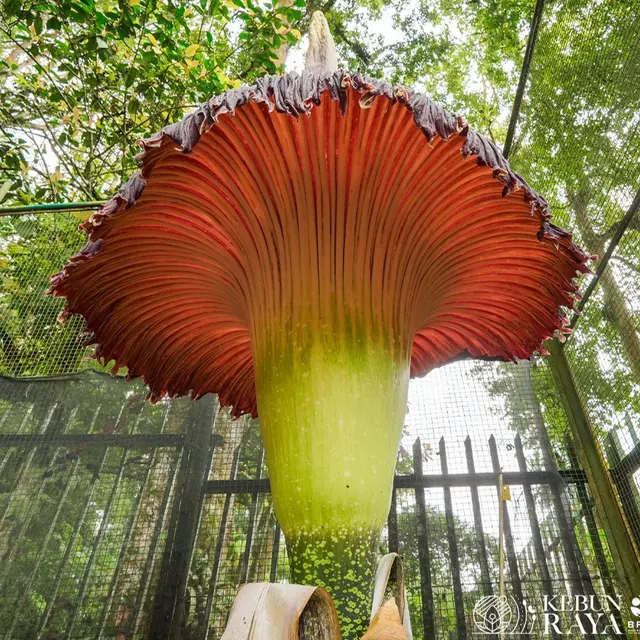 Bunga Bangkai Mekar Sempurna di Kebun Raya Cibodas, Tingginya Capai 310 ...