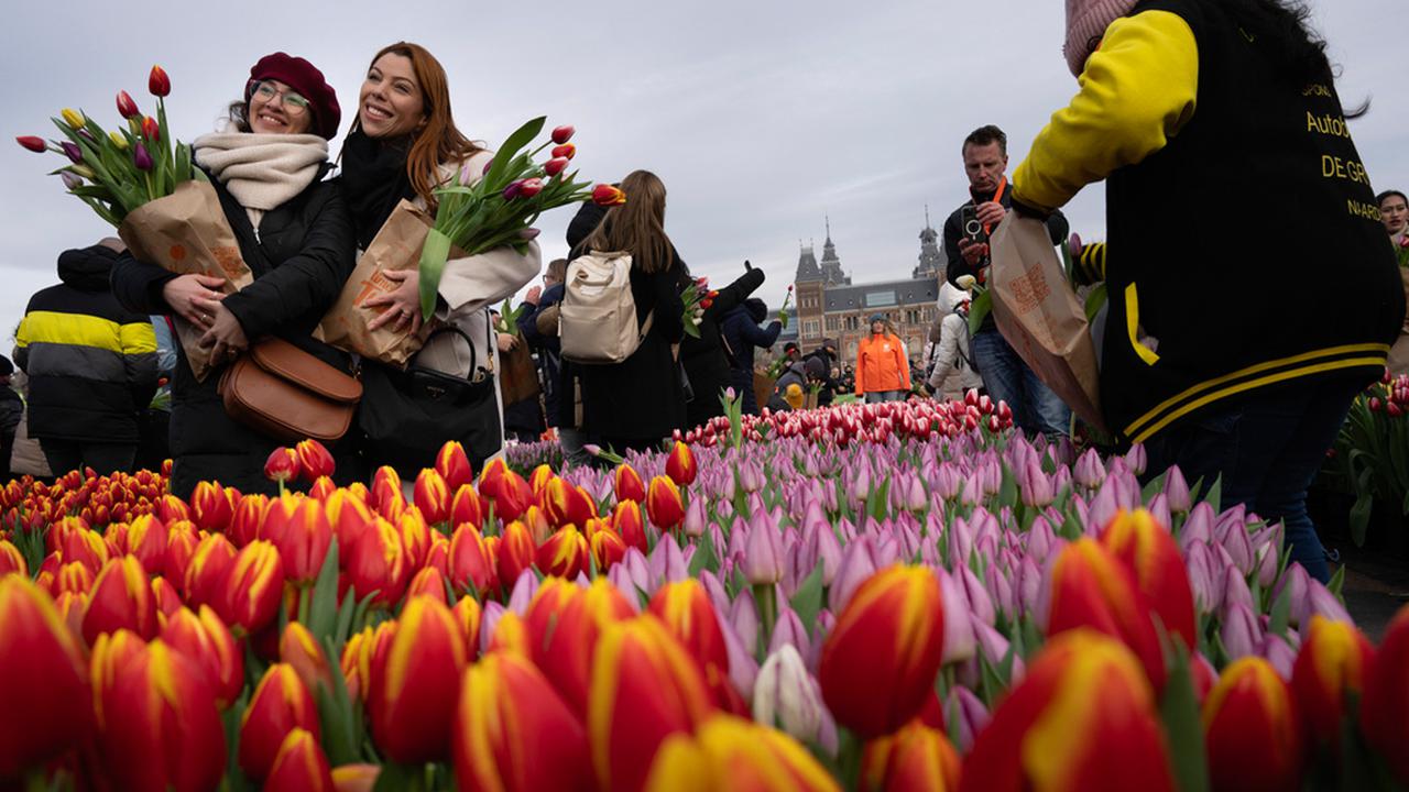 20 Fakta Unik Bunga Tulip, Punya 3.000 Jenis dan Dipercaya Bisa Jadi Obat