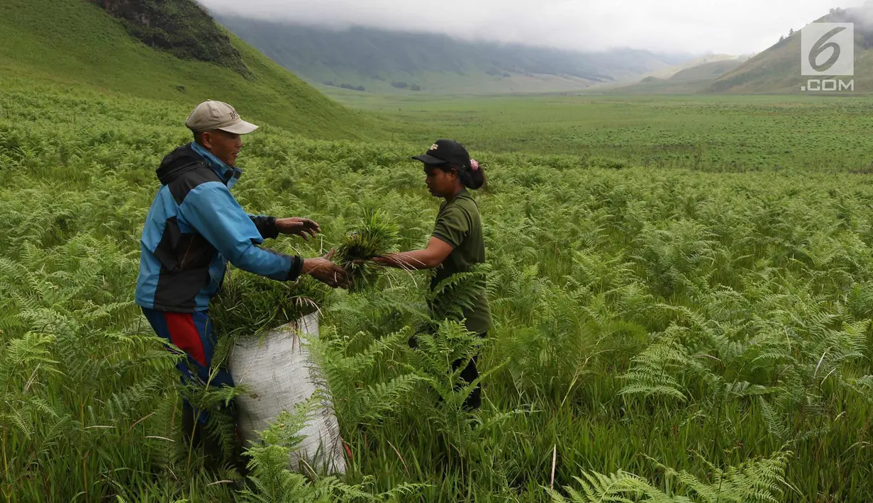 PHOTO: Dapat Dana Desa, Warga Kaki Gunung Bromo tidak Lagi Kesulitan ...