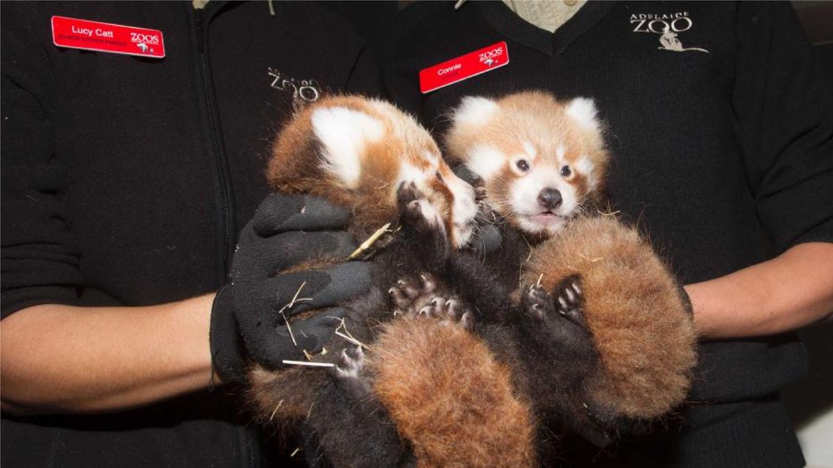 Lucunya 2 Bayi Panda Merah di Kebun Binatang Adelaide - Global Liputan6.com