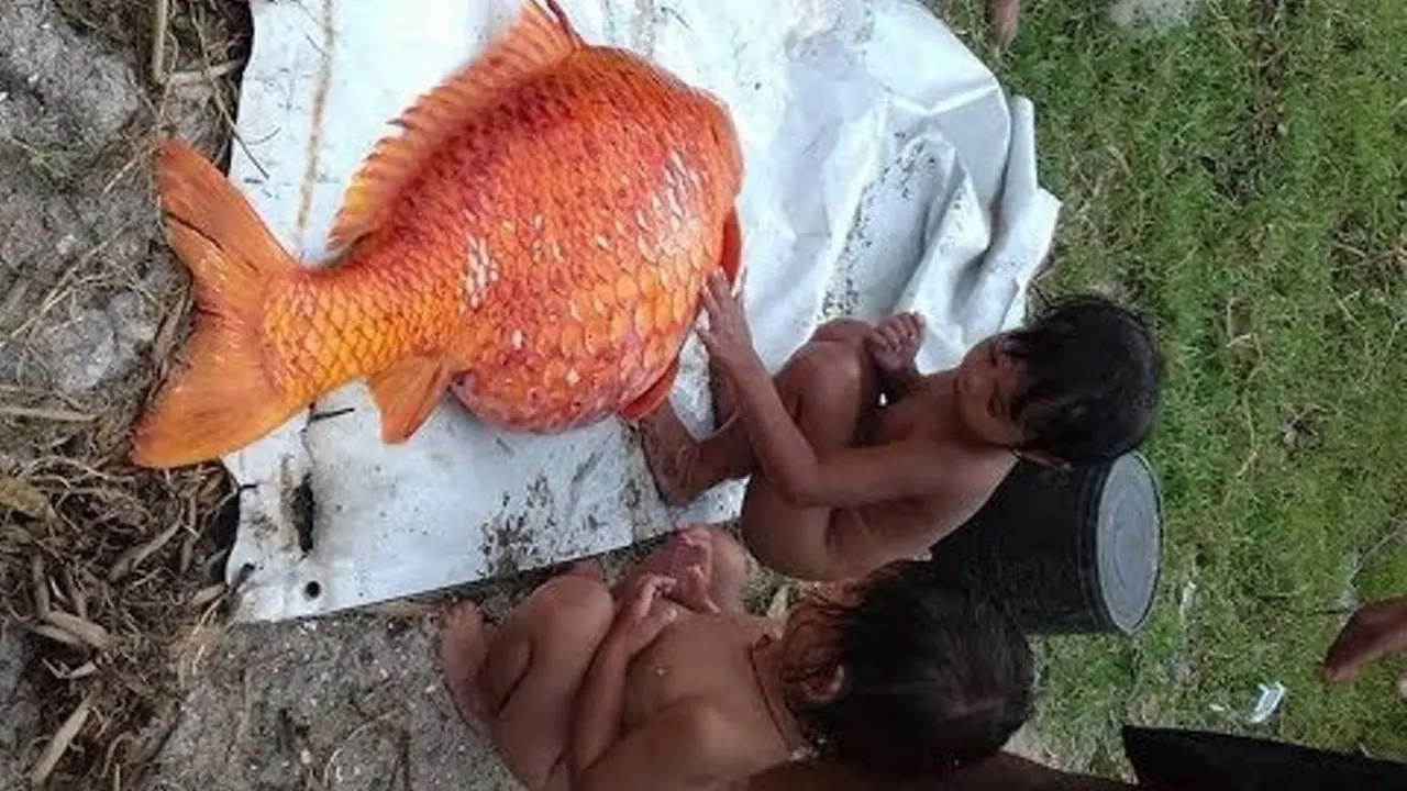 Selain Ikan Arapaima, Munculnya Ikan Mas Raksasa Ini Juga Sempat Bikin ...
