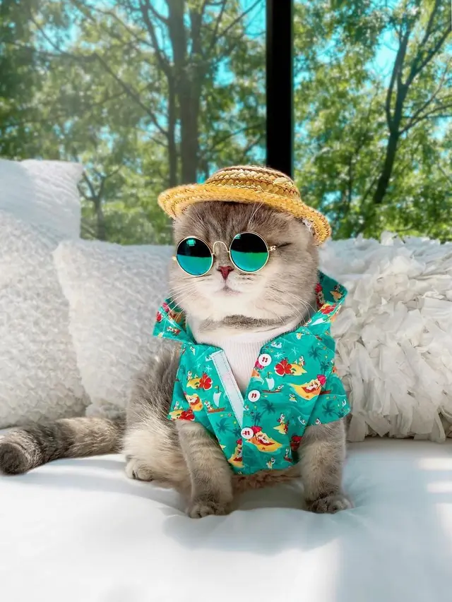 8 Potret Kucing Pakai Kostum Unik Ini Curi Perhatian, Menggemaskan ...