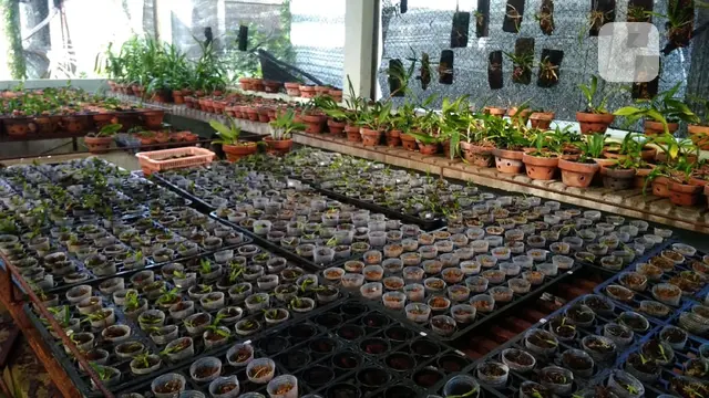 Cara Menanam Anggrek Dalam Pot, Mudah Dipraktikkan - Hot Liputan6.com