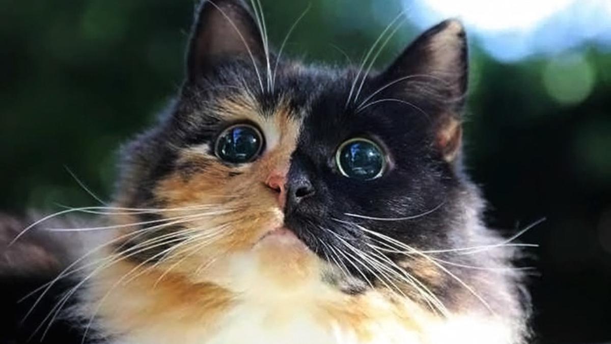 Meski Buta, Kucing Jasmine Punya Mata Bulat Sempurna - Lifestyle Fimela.com