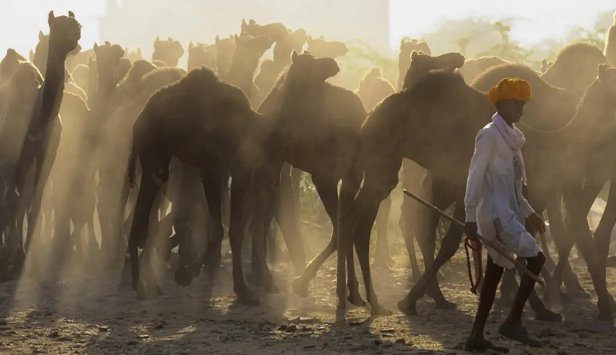 FOTO: Melihat Pameran Hewan Ternak Tahunan di Pushkar - Foto Liputan6.com