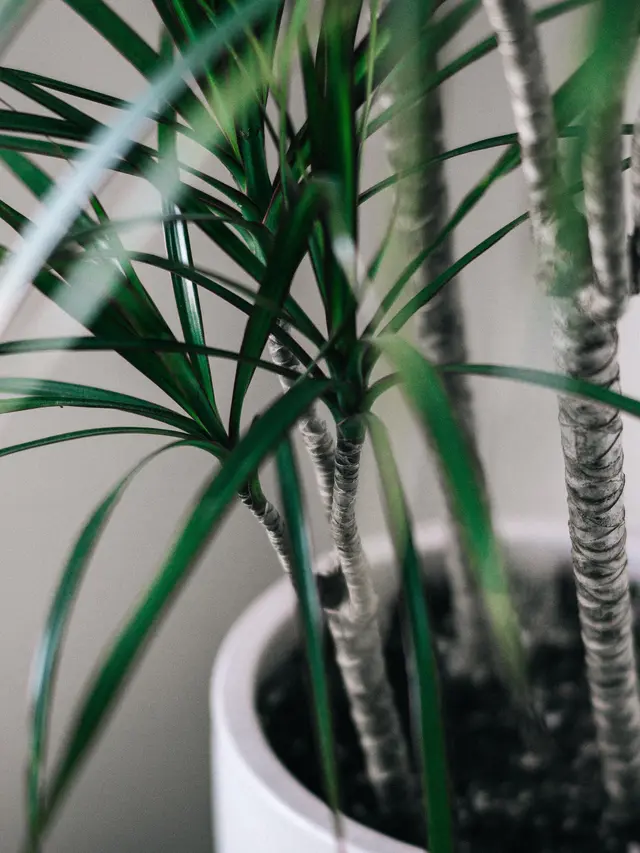 8 Jenis Palem untuk Tanaman Hias, Percantik Rumah - Hot Liputan6.com