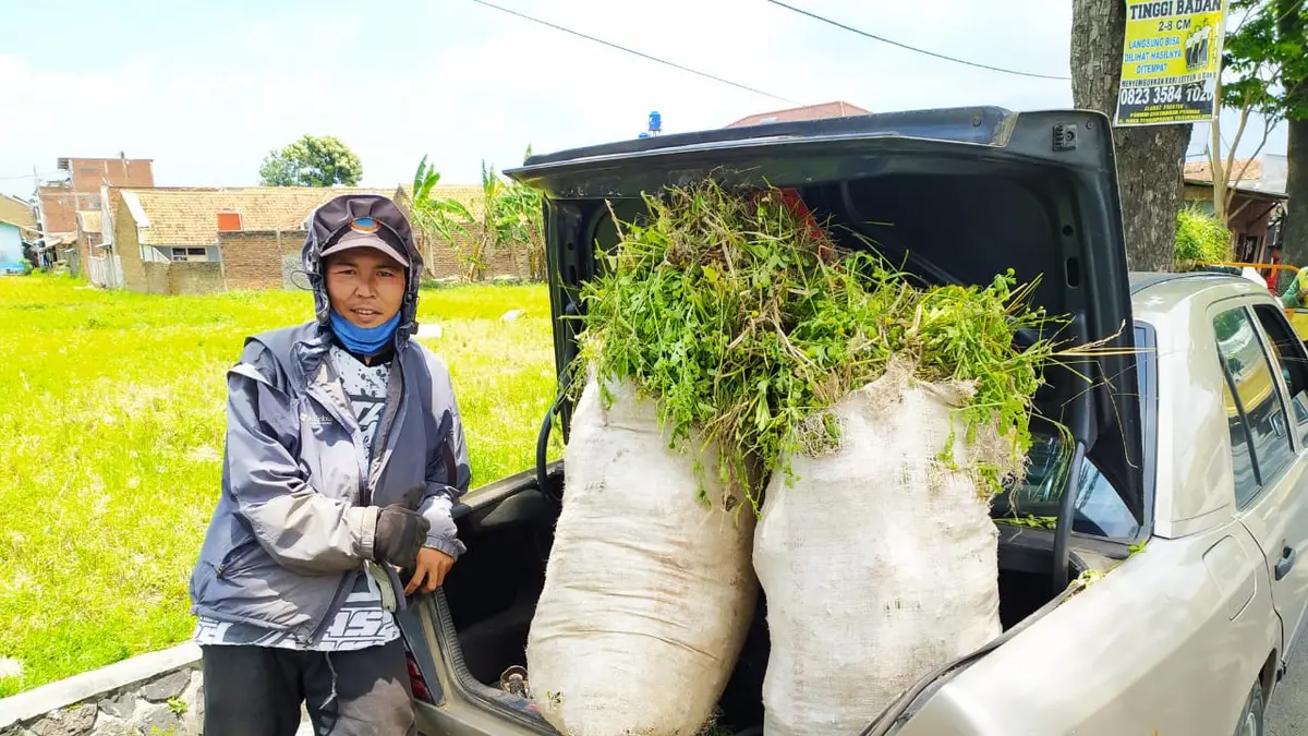 Berita Sedang Mercy Classic Pencari rumput Hari Ini - Kabar Terbaru ...