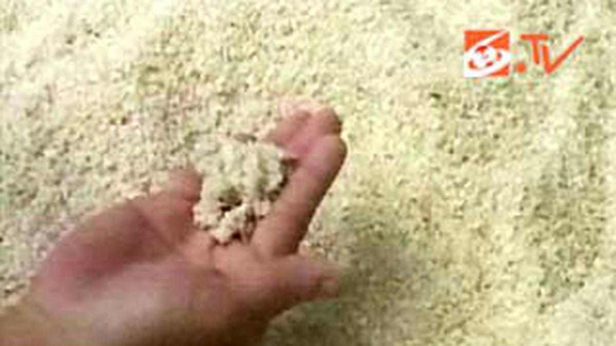 Beras Raskin Bau dan Banyak Ulat - News Liputan6.com