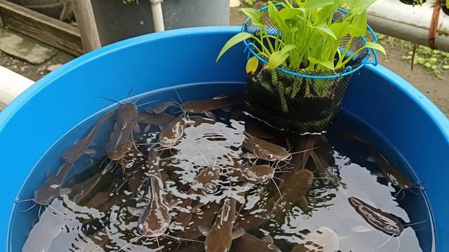 Lele Mati Mendadak di Ember? Ini 6 Penyebab Utama yang Sering Disepelekan