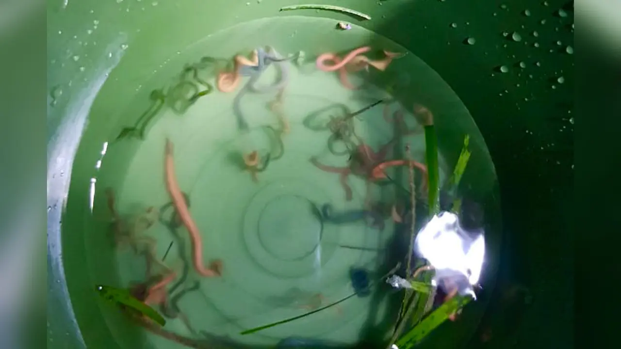 Nyale Cacing Laut Hits di NTB, Apa Aja Sih Kandungan Gizinya? - Health ...