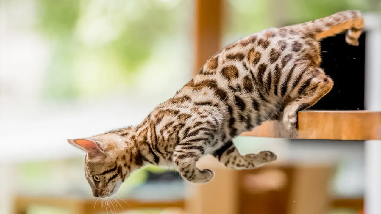 3 Manfaat Penting di Balik Kegemaran Kucing Melompat - Ragam Bola.com