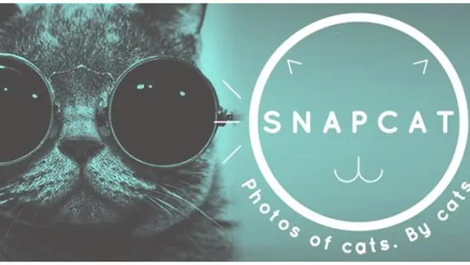 Snapcat, Kini Kucing Juga Bisa Ikut Narsis - Lifestyle Fimela.com