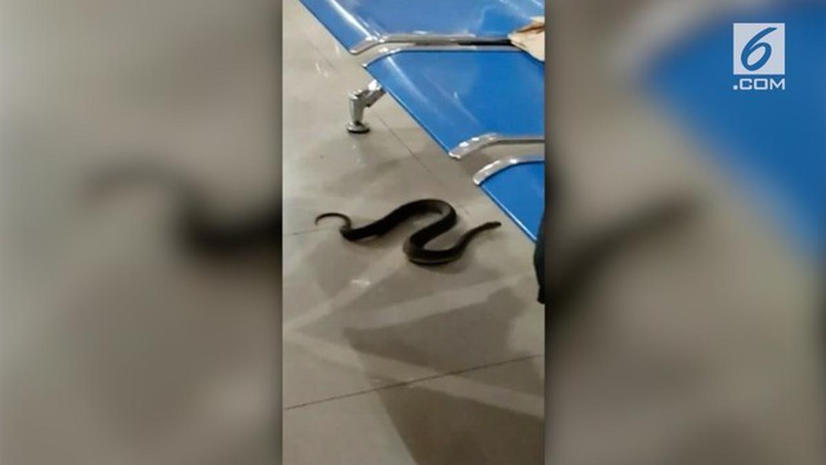 VIDEO: Ular Merayap di Lantai Bandara, Calon Penumpang Ketakutan