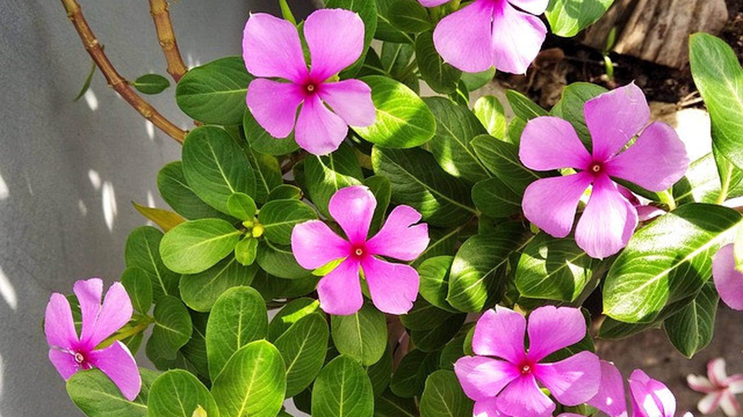 10 Manfaat Bunga Tapak Dara untuk Kesehatan, Bisa Redakan Berbagai Penyakit