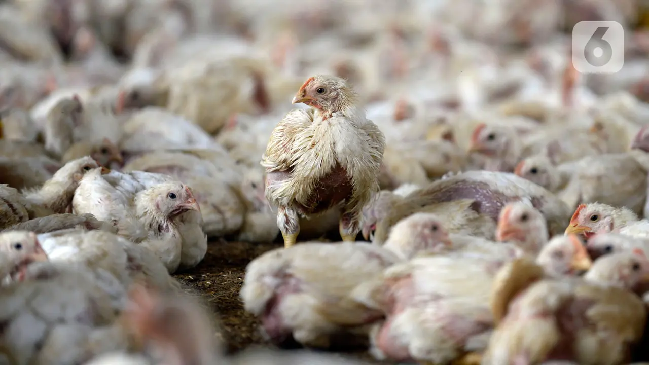 12 Macam Binatang Ternak dan Peliharaan yang Aman dan Menguntungkan ...