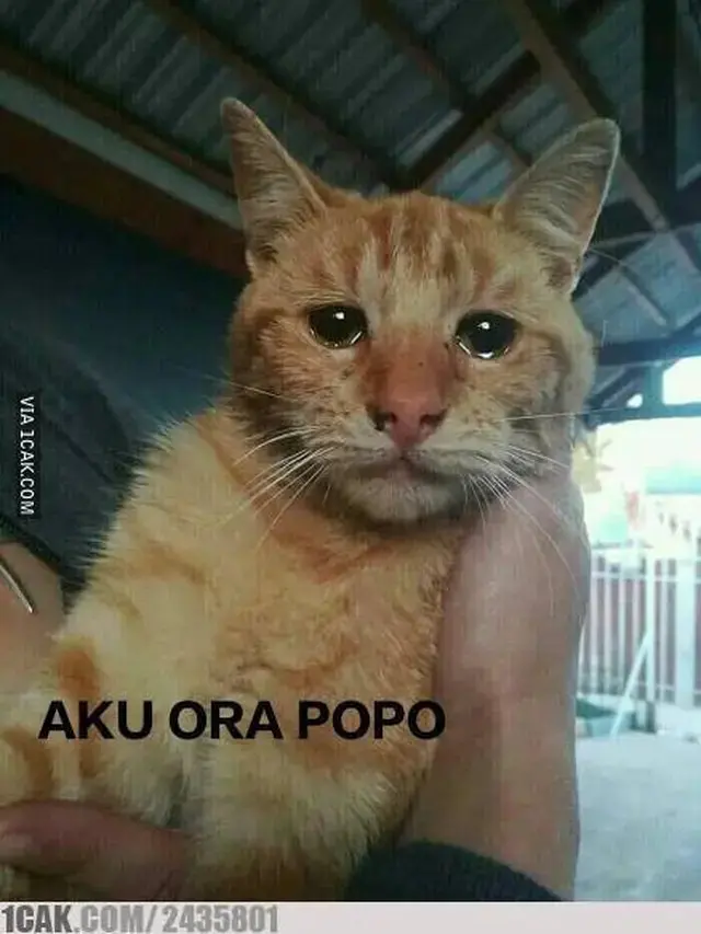 8 Potret Kucing saat Sedih Ini Justru Bikin Gemas - Hot Liputan6.com
