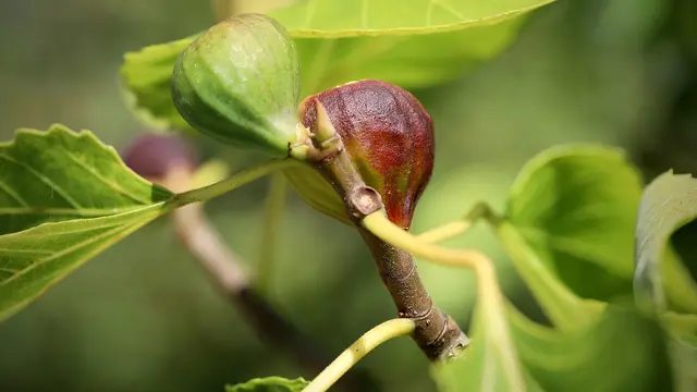 Mitos Pohon Ara yang Perlu Diketahui - Ragam Bola.com