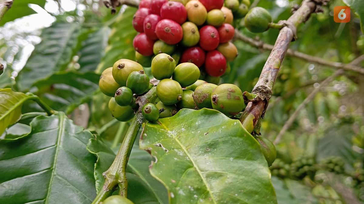 Jejak VOC di Kopi Pinogu, Kopi Organik Bone Bolango yang Melegenda