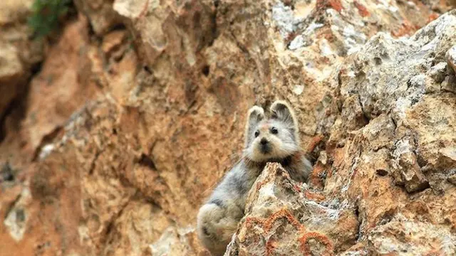 Spesies Hewan Lucu Ini Mirip Pikachu dan Nyaris Punah - Citizen6 ...