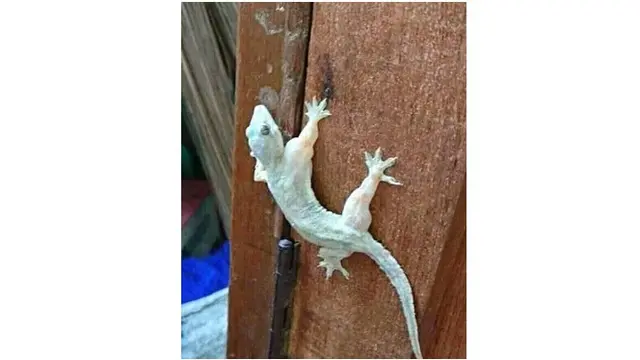 5 Potret Aksi Cicak Ini Bikin Geleng-geleng Kepala, Bisa Ngelawak - Hot ...