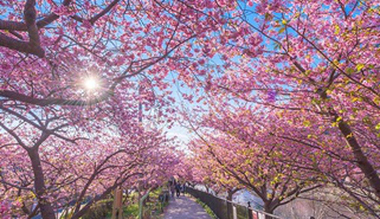 Pesona Romantis Musim Semi Di Jepang Keren Banget And Bikin Baper Photo