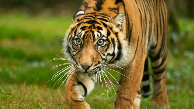 Harimau Sumatra, sang Raja Hutan yang Kini di Ambang Punah