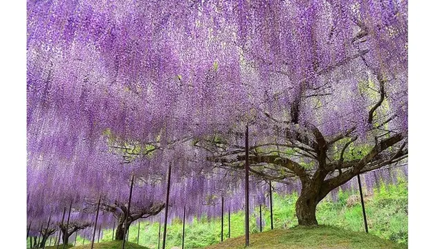 7 Pohon dengan Daun Warna Warni Ini Layaknya di Negeri Dongeng - Hot ...