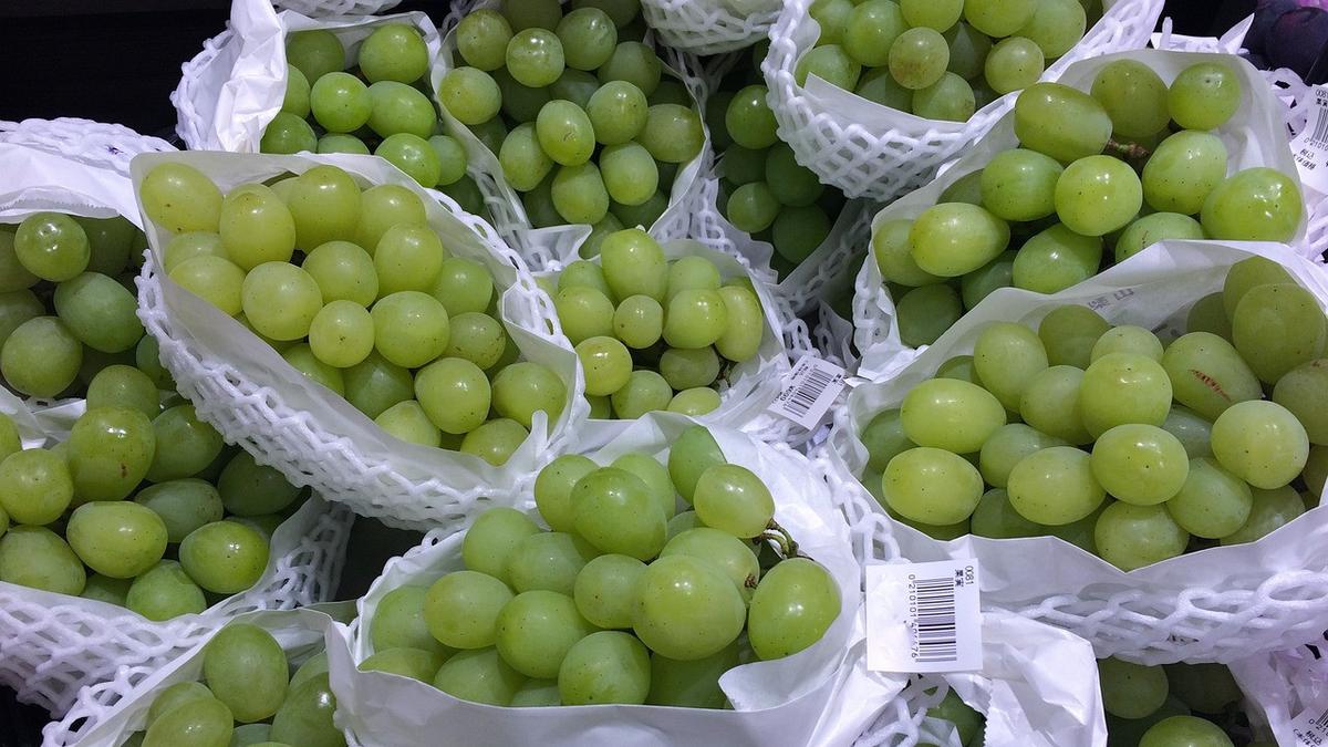 7 Keunggulan Anggur Muscat Viral, Aroma dan Rasa Unik hingga Punya ...