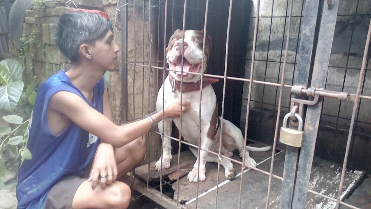 Anjing Pitbull Vs Babi