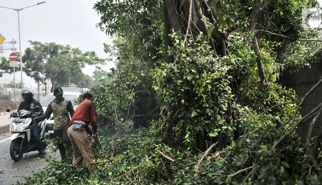 FOTO: Antisipasi Tumbang, Dinas Kehutanan Jakarta Timur Tebang Pohon ...