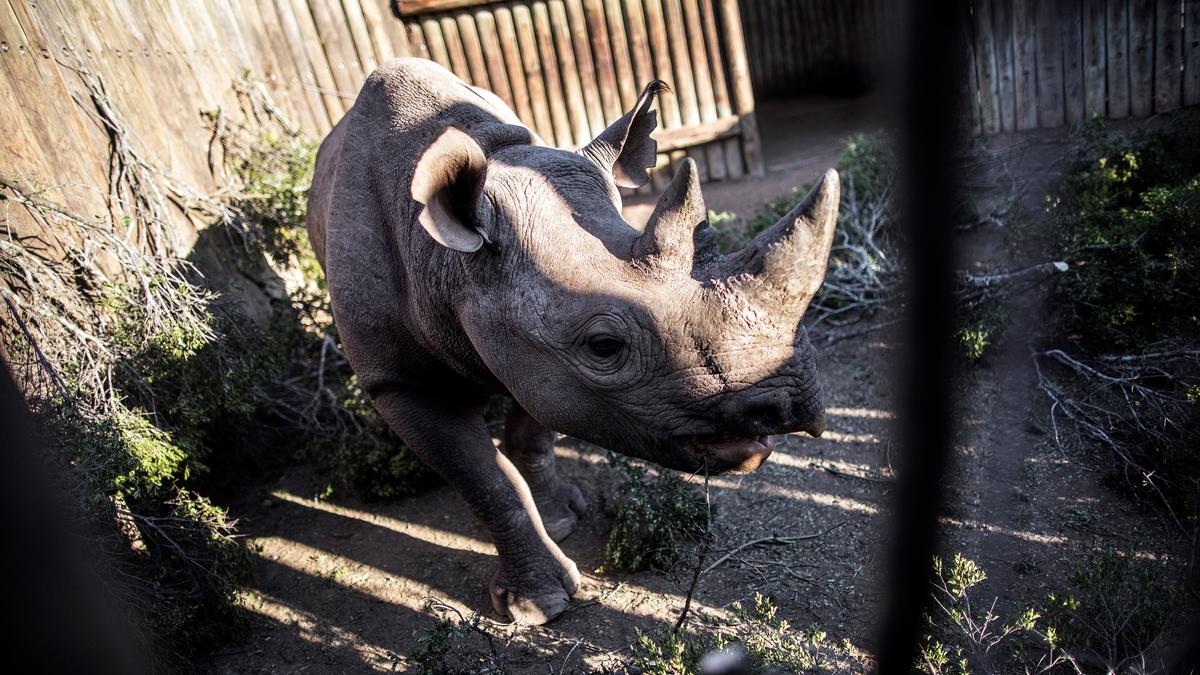 FOTO: Jaga Populasi, Enam Badak Hitam Dipindahkan dari Afrika Selatan ...