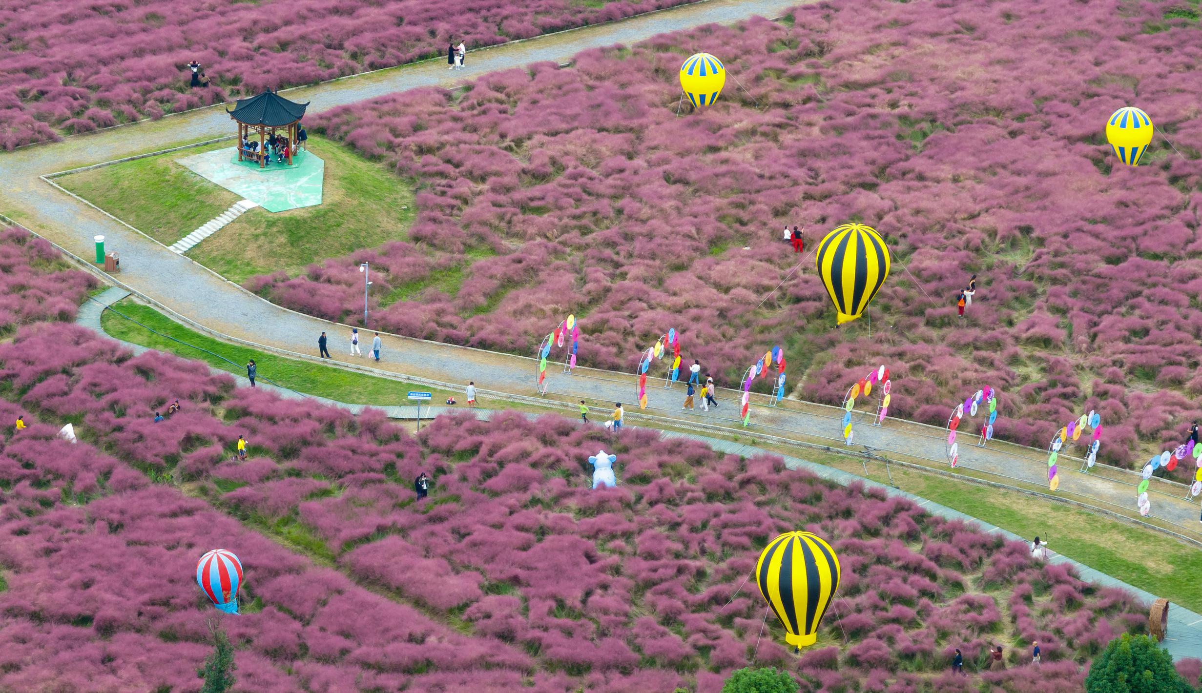 Rumput Muhly Merah Muda di China Jadi Primadona Wisatawan