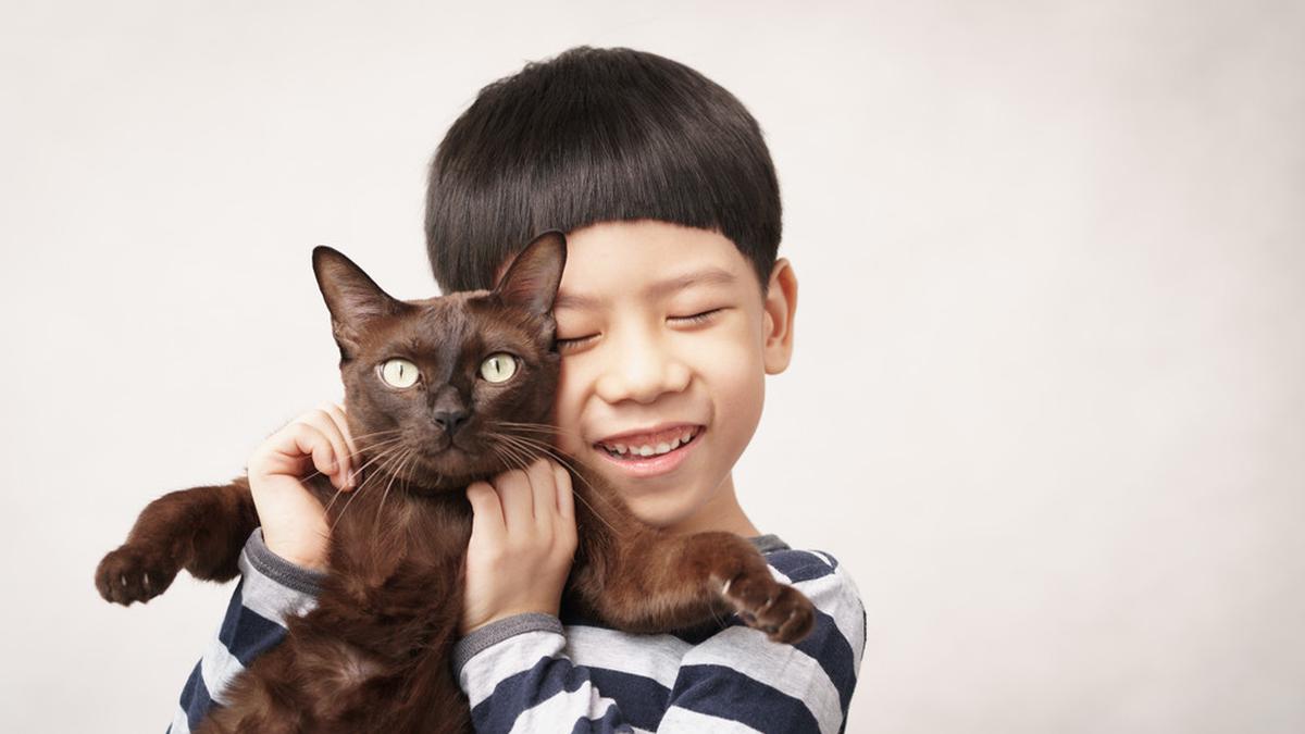 6 Cara Mudah Bikin Kucing Suka dengan Kamu