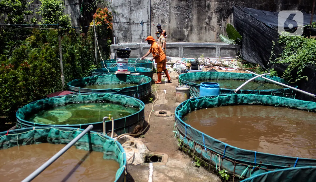 FOTO: Melihat Budidaya Ikan Menggunakan Sistem Bioflok - Foto Liputan6.com